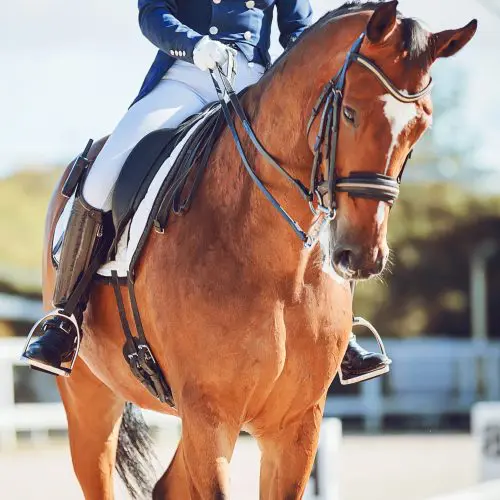 Supplements | Horse Supplements NZ