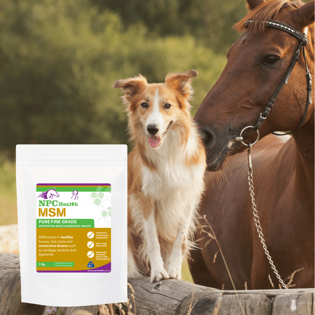 MSM Supplement For Horses And Dogs NZ | Extra Joint Support