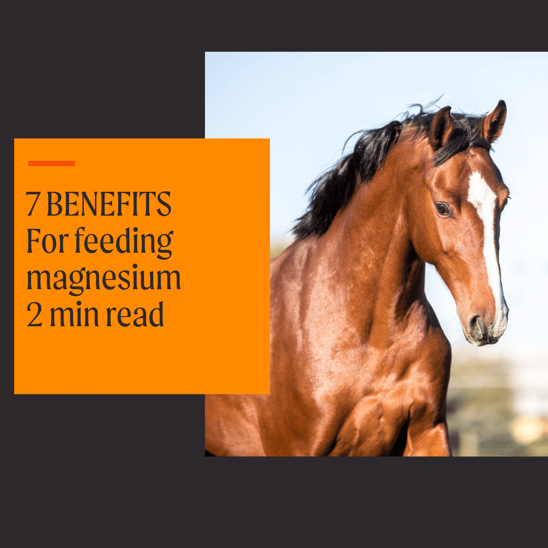 7 Benefits Of Feeding Magnesium To Horses Boost Health Today