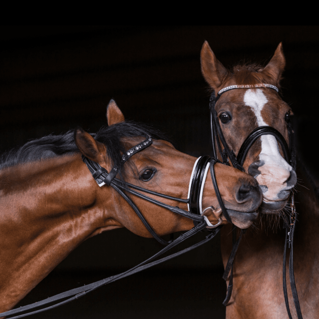 When Should You Give A Horse Electrolytes | NPC Health